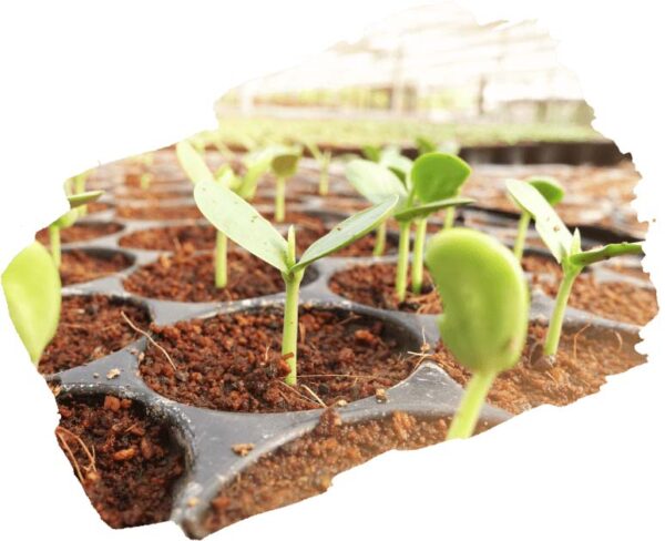 Coir Products Exporters Dubai - Al akif Trading LLC